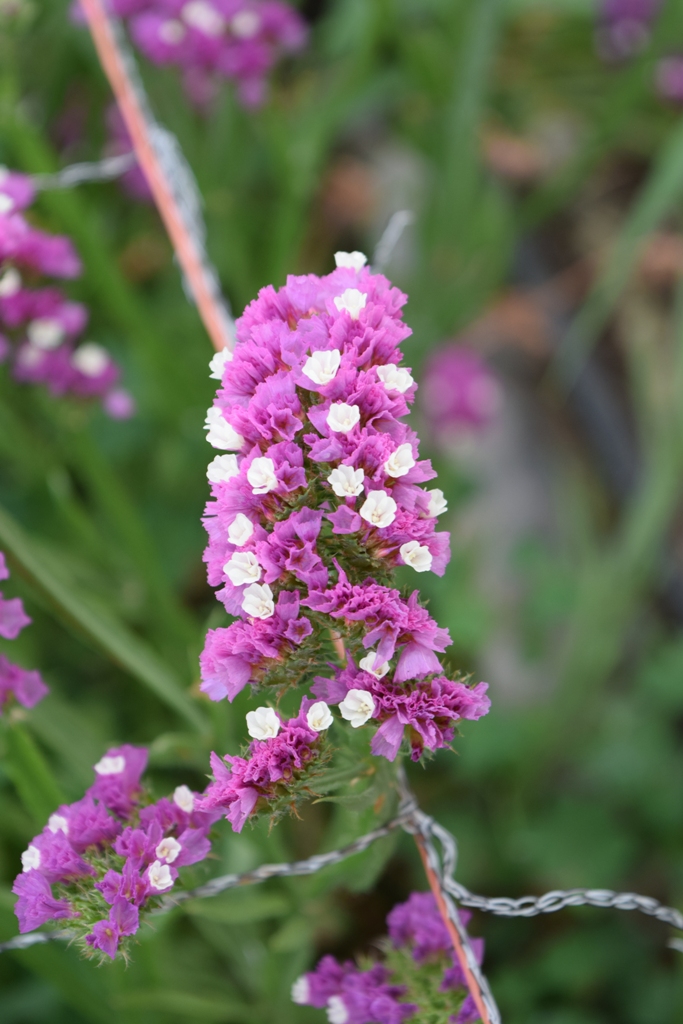 STATICE, LAS ETERNAS SIEMPREVIVAS | Hablando con flores