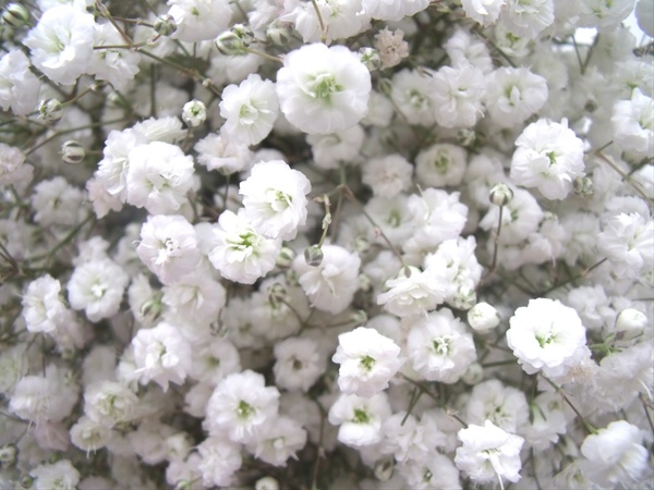GYPSOPHILLA PANICULATA: EL USO Y EL ABUSO.NO TODAS SON IGUALES ...