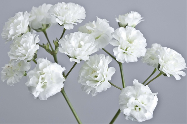 GYPSOPHILLA PANICULATA: EL USO Y EL ABUSO.NO TODAS SON IGUALES ...