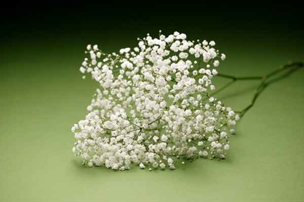 GYPSOPHILLA PANICULATA: EL USO Y EL ABUSO.NO TODAS SON IGUALES ...