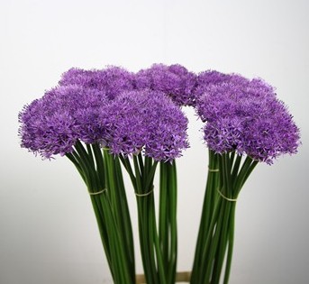ALLIUM: ESENCIA DE ESPAÑA | Hablando con flores