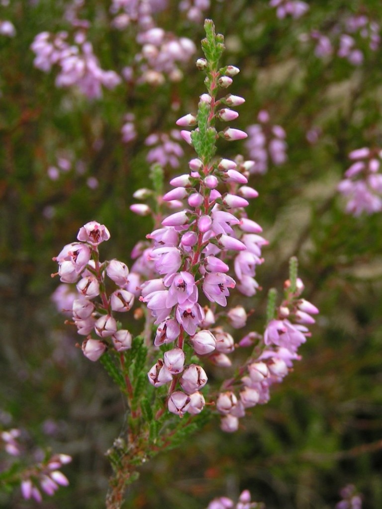 ES TIEMPO DE … ERICA-CALLUNAS | Hablando con flores